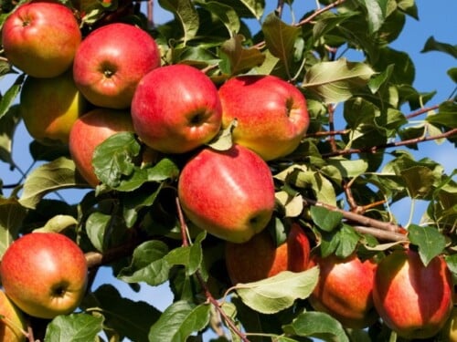 What the Colonial Virginians Ate - Apple Tansey