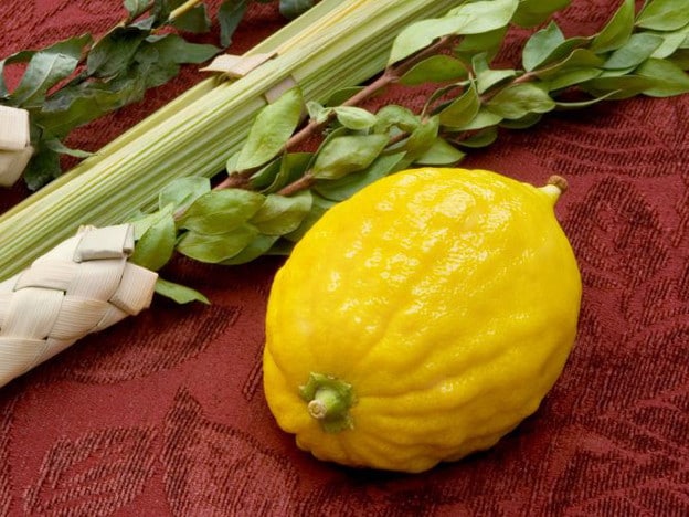 Citron Sun Catchers for Sukkot - Jewish Holiday Craft