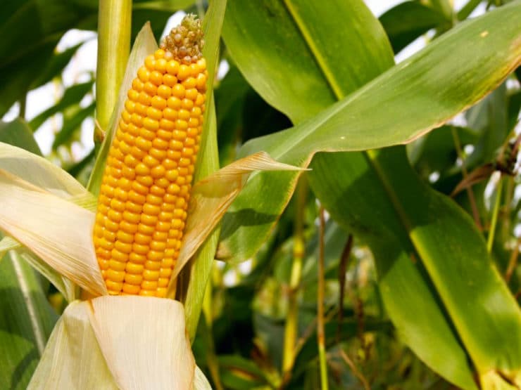 Christopher Columbus and the New World's Foods | Tori Avey